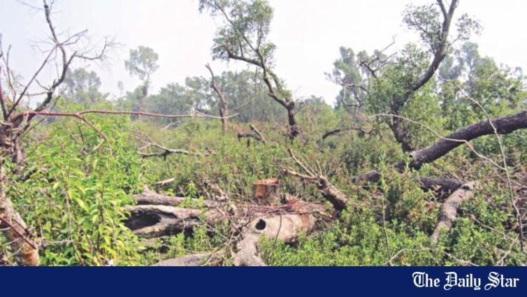 Protect Gangamati reserve forest | The Daily Star