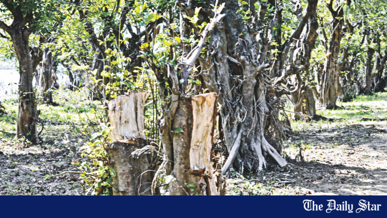Rampant felling of trees threatens Tanguar Haor | The Daily Star