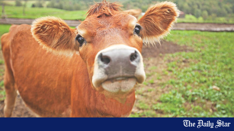 How animals can give you tuberculosis | The Daily Star