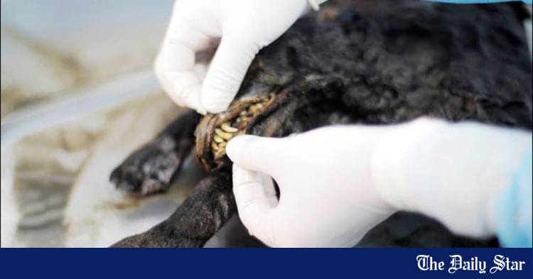 Ancient ‘Tumat’ puppy’s brain is ‘well-preserved’ | The Daily Star