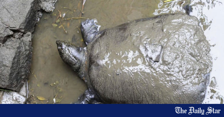 One of world’s rarest turtles dies | The Daily Star