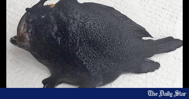 Bizarre two-legged fish found in New Zealand | The Daily Star