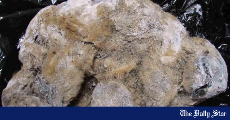 Ancient cave lion cubs found crushed and frozen in Russia | The Daily Star