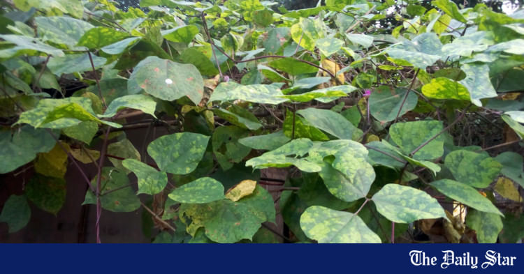 Virus attack on bean leaves worries farmers | The Daily Star
