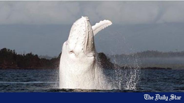 Awesome footage of rare white whale in Australia | The Daily Star