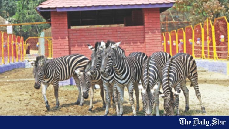 Zebras make Ctg zoo their new home | The Daily Star