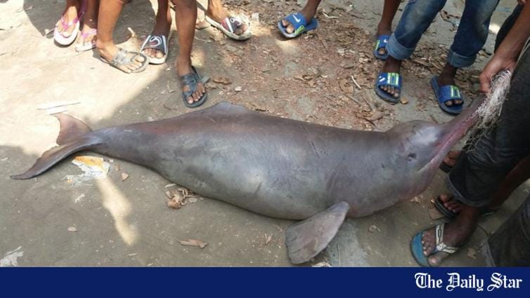 Protecting Ganges river dolphins crucial for preserving ecosystem: minister