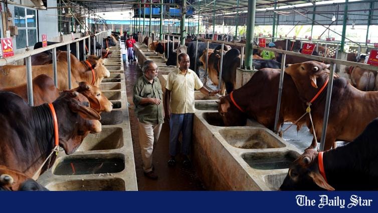 Mokbul’s magnificent cattle farm | The Daily Star