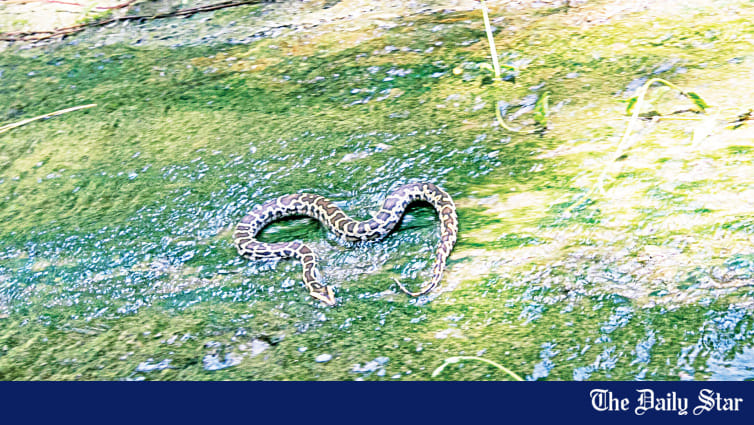 28 python hatchlings released in Ctg forest | The Daily Star