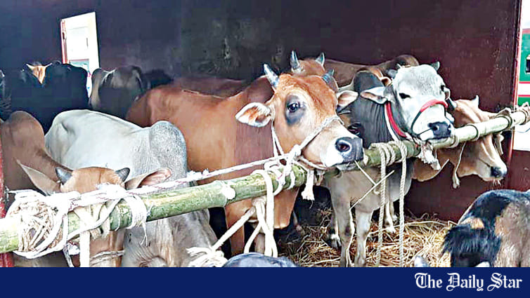 Cattle train receives lukewarm response | The Daily Star