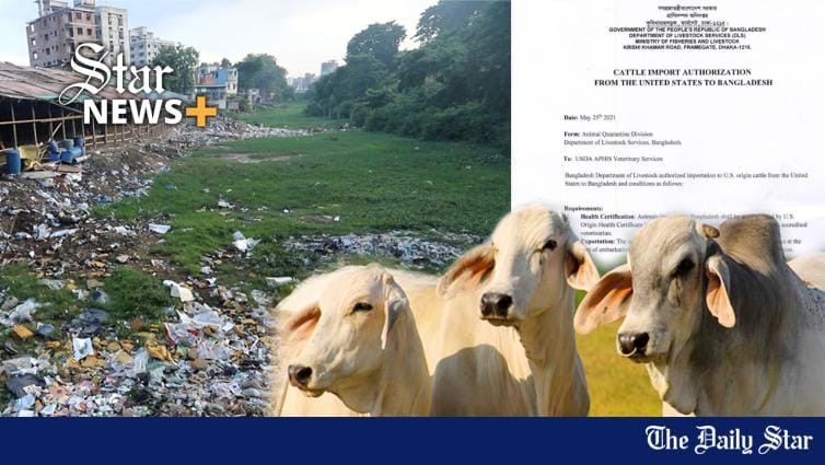 Sadeeq Agro Illegal Brahman Cow Import Bangladesh | Crimes behind ...