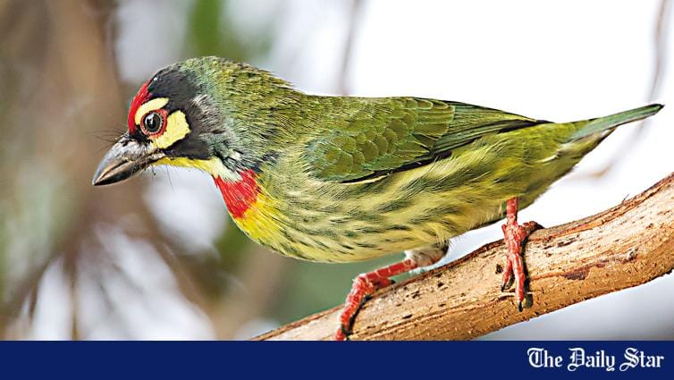 Barbet | The Daily Star