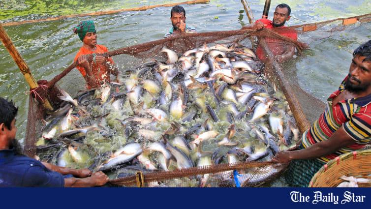 National Fisheries Week begins countrywide on Aug 28 | The Daily Star