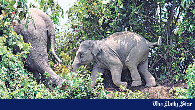 Stop elephant poachers at all costs | The Daily Star