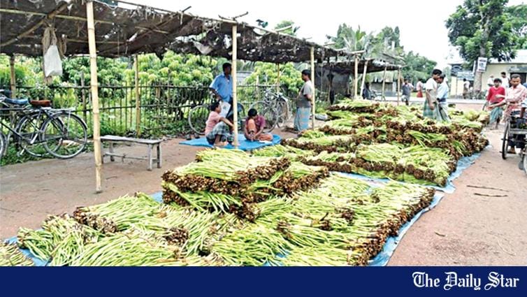 Taro stolon a boon for Joypurhat farmers | The Daily Star