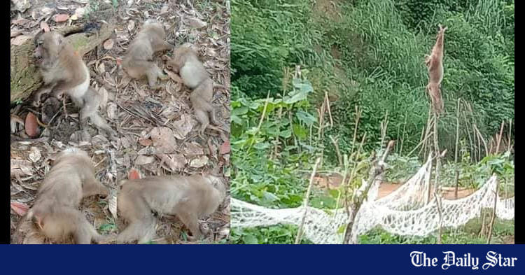 50 monkeys poisoned to death in Cox’s Bazar, say locals | The Daily Star