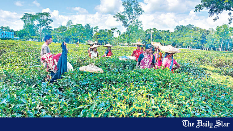Tea production to rise this year | The Daily Star
