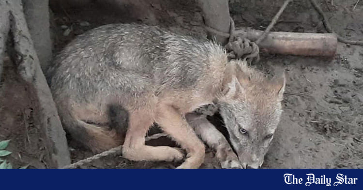 Bringing animals back from the edge | The Daily Star