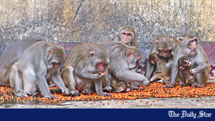 Primates in peril | The Daily Star