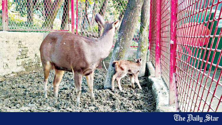 Ctg zoo welcomes Sambar foal | The Daily Star