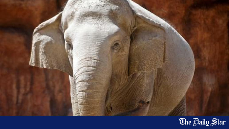Elephant killed after being hit by train in Uttara | The Daily Star