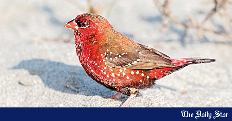 Red Munia | The Daily Star
