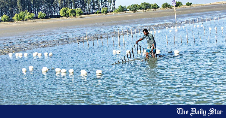 Seaweed farming gains traction | The Daily Star