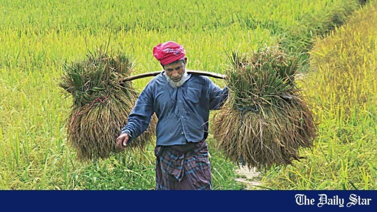 Rice farmers delighted at Kataribhog’s price hike | The Daily Star