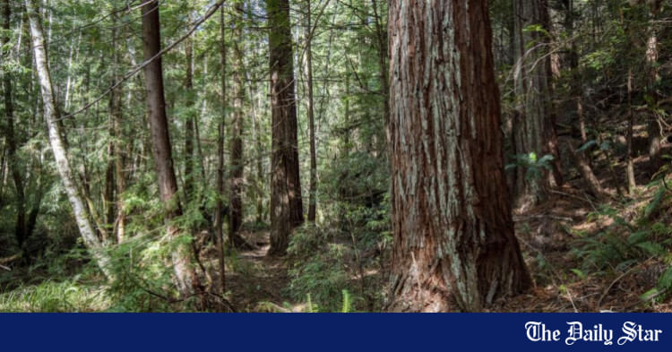 Native Americans reclaim ancient redwood forest in California | The ...