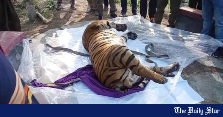 Tiger possibly died due to old age | The Daily Star