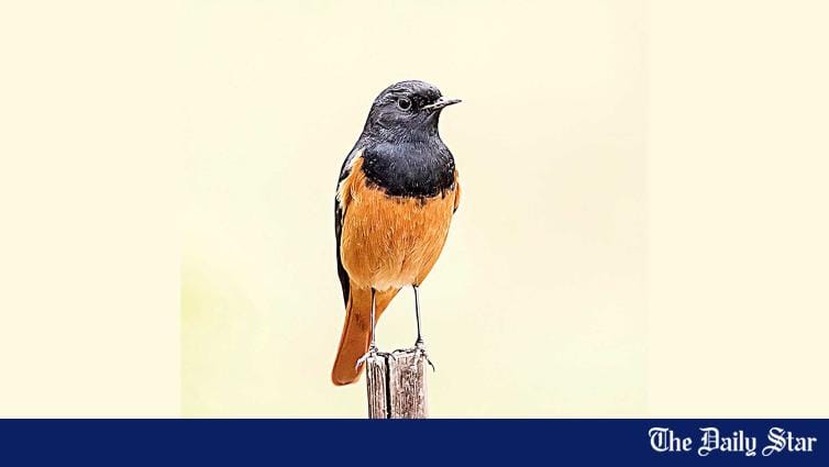 The Allure of Little Birds | The Daily Star