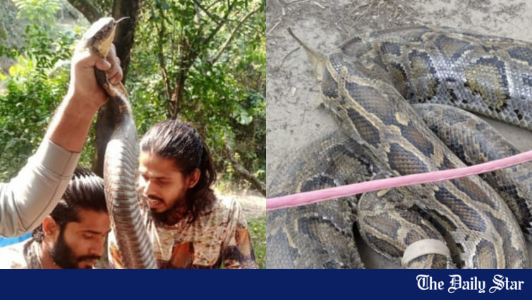 King cobra rescued from CU campus, python in Sitakunda | The Daily Star