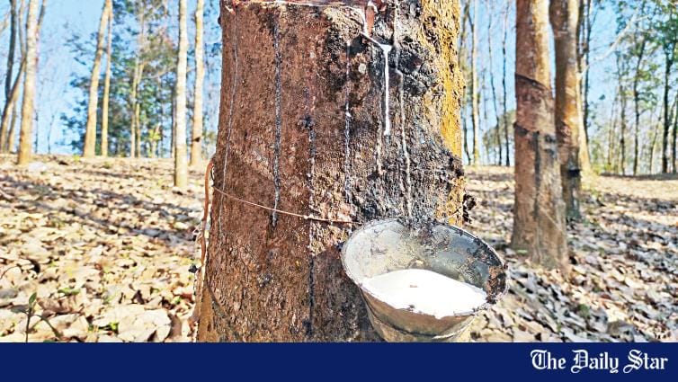 Rubber production grows on local demand, rising exports | The Daily Star