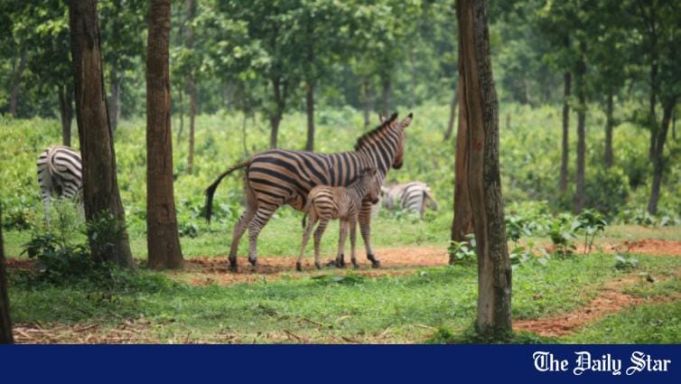Nitrate poisoning behind death of 11 zebras: medical board member | The ...