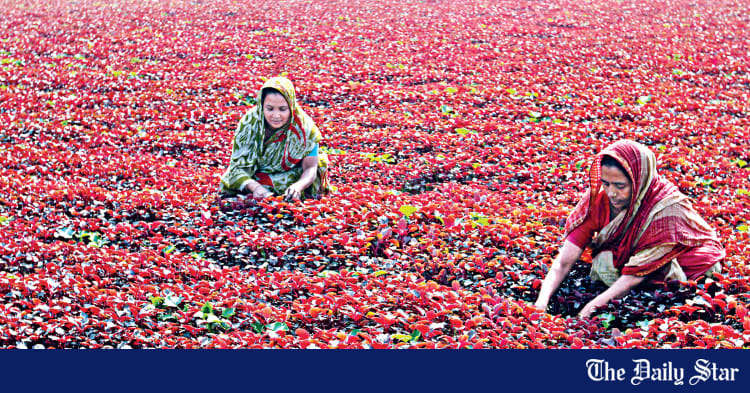 Vegetable production on the rise | The Daily Star