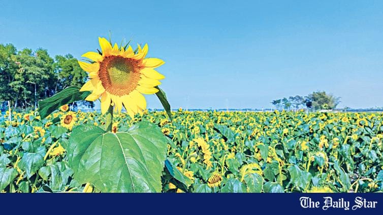 Farmers turn to sunflowers for a decent profit | The Daily Star