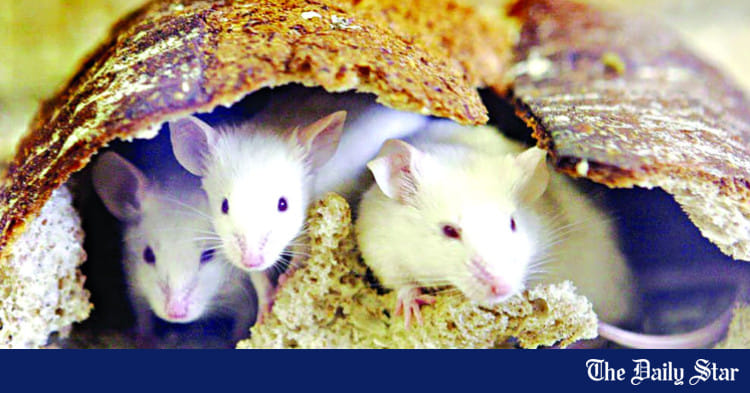 Scientists reverse ageing in mice | The Daily Star