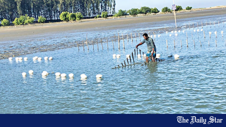 Green mussels farming could be alternate source of income for fishermen ...