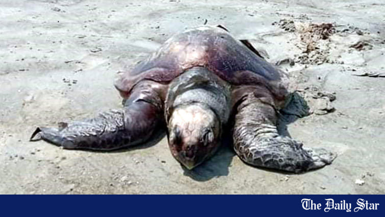 4 endangered sea turtles found dead at Kuakata beach in 4 days | The ...