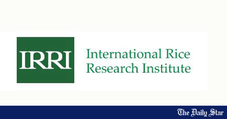 Researchers identify high-yield rice varieties | The Daily Star
