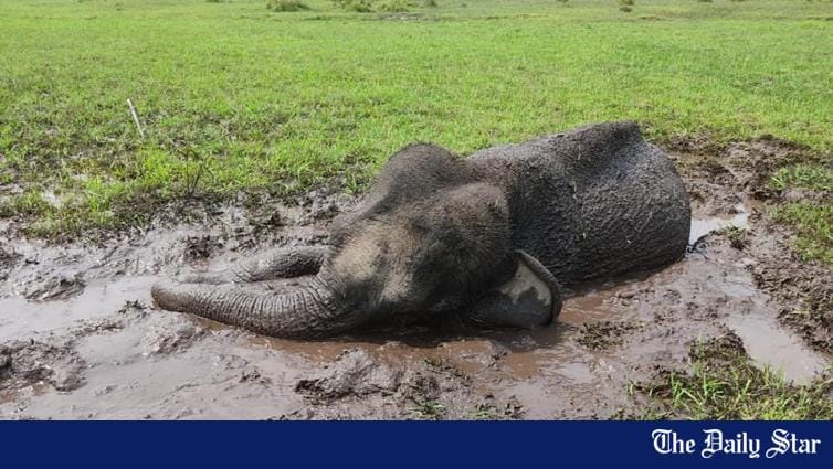 Elephant falls in quicksand, trapped for 12hrs in Ctg