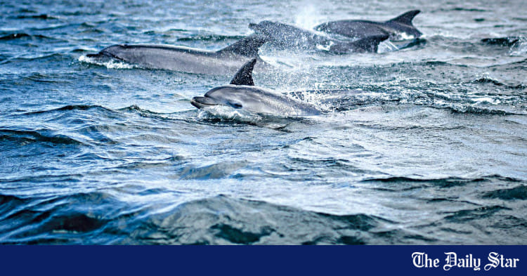 Mass marine life extinction looms | The Daily Star