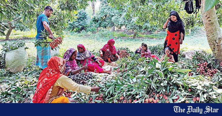 Litchi production to hit record high | The Daily Star