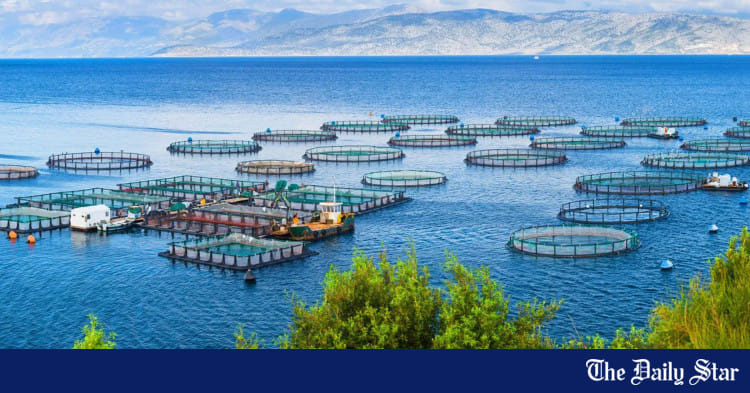 Sea bass farming to help diversify exports: experts | The Daily Star