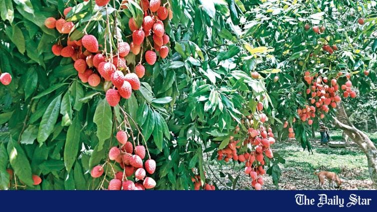Litchi farming in Magura grows 10 times in as many years | The Daily Star