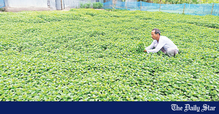 Farmers making a mint from small-scale mint farming | The Daily Star
