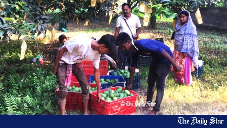 Gopalbhog mangoes of Rajshahi en route to Sweden | The Daily Star