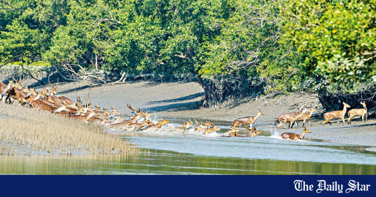 The Unique Sundarbans | The Daily Star