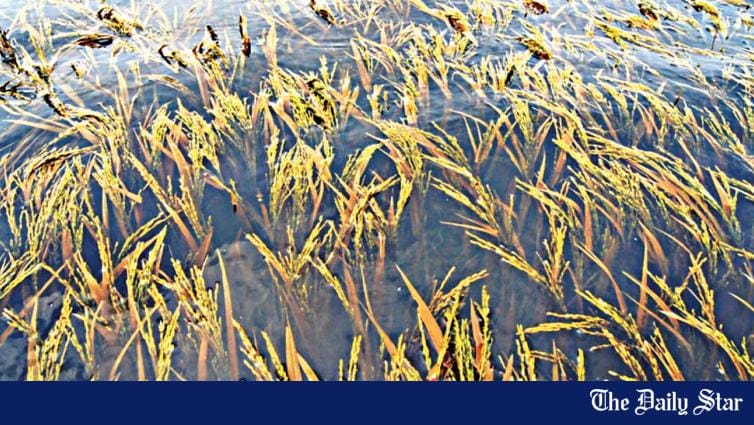 Flood damaged Aush paddy of 22,000 hectares cropland so far | The Daily ...