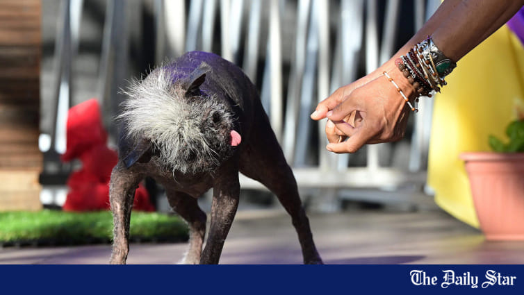 Mr Happy Face: "World's ugliest dog", survivor of abuse and neglect ...